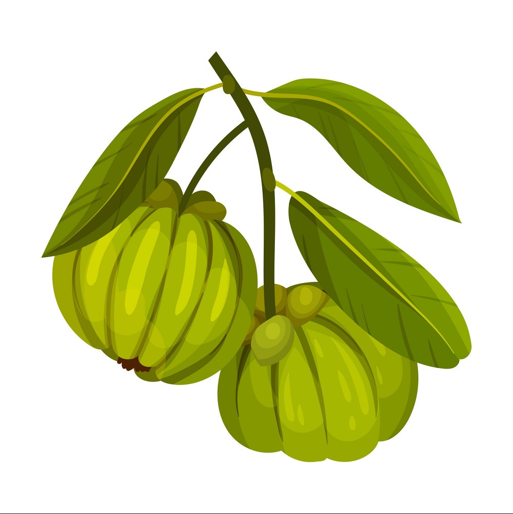 Garcinia Cambogia Fruit with Oblong Green Leaves Vector Illustration ...